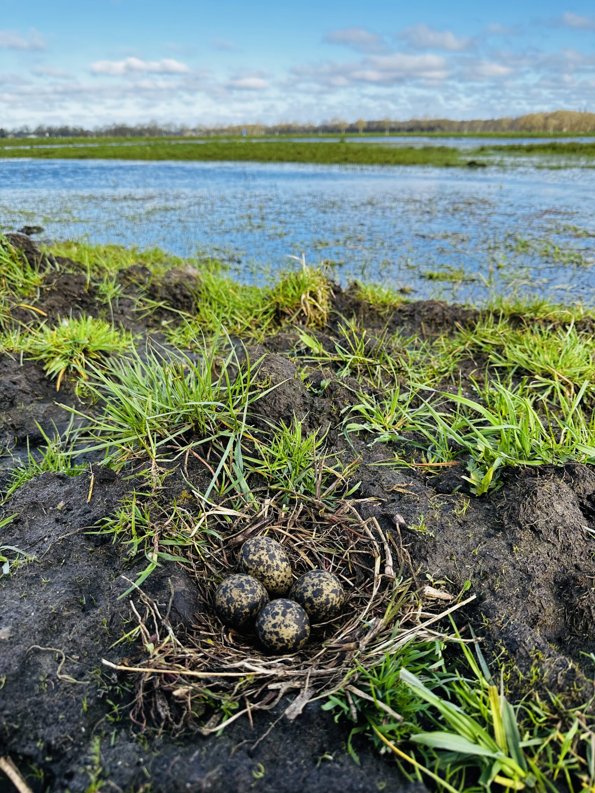 Ontwikkelingen agrarische grondmarkt 2024 - Schelhaas Makelaardij